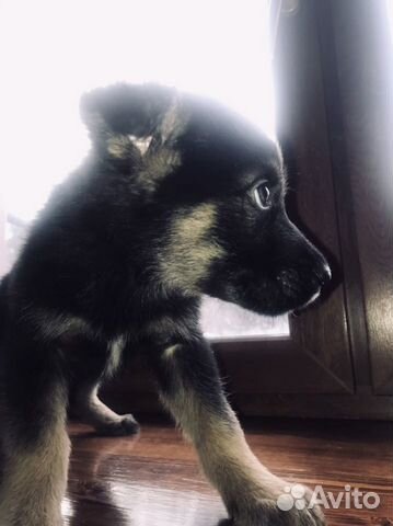 Мальчик овчаристый