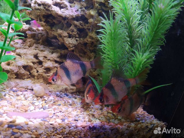 Аквариумные рыбки бесплатно