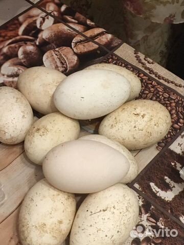 Инкубационное яйцо гусей линда и кубанские