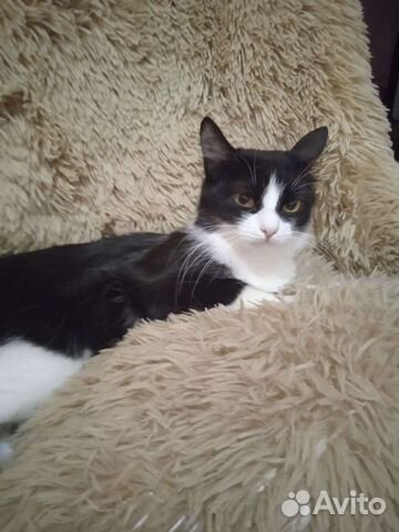 Кошка в дар