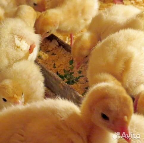 Продам индюшат