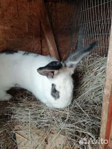 Кролик, крольчата