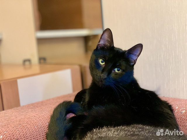 Очаровательный котик Нико