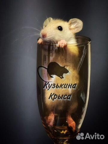 Крыса (крысята) дамбо