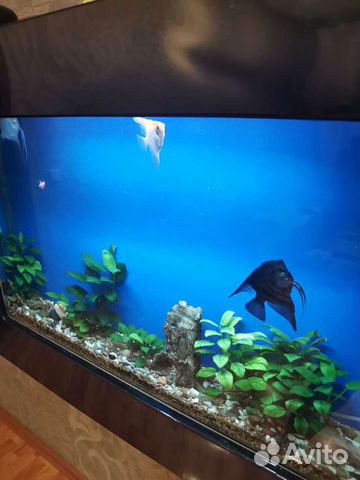 Аквариумные рыбки