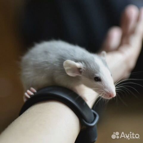 Крысята - Рекс - даблрекс - хаски - сиамские