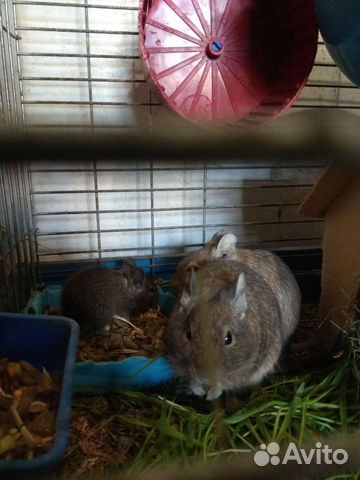 Белочки Дегу