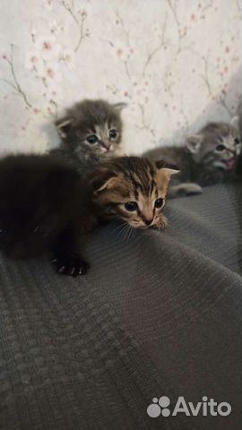 Вислоухие котята бесплатно