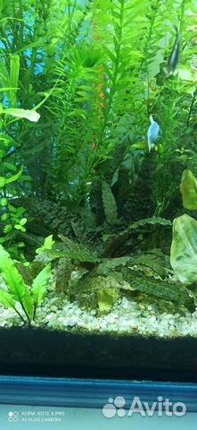 Аквариумное растение