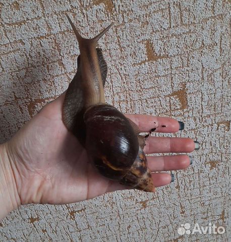 Улитки ахатины, аквариум, кокосовый субстрат