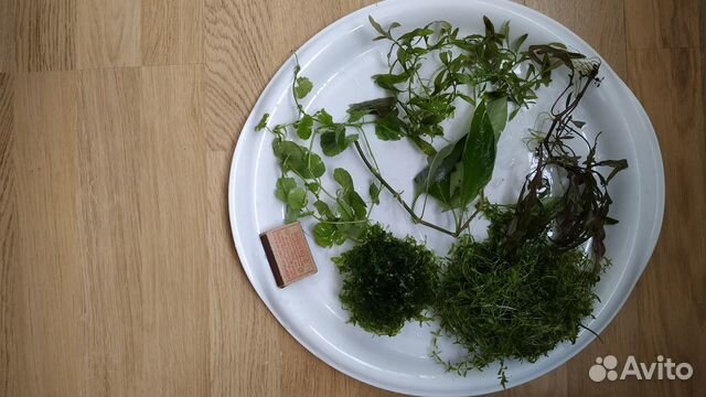 Аквариумные растения