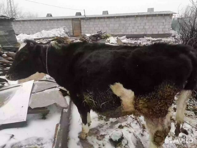 Телки стельные