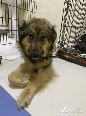 Собака в добрые руки с доставкой