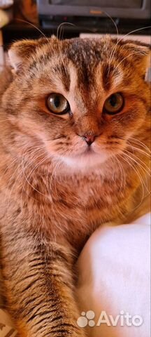 Котик на вязку. Скоттиш-фолд