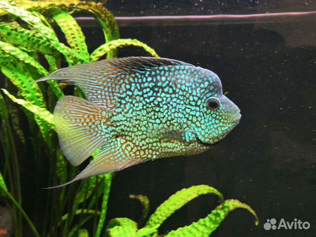 Бриллиантовый попугай, цихлозома