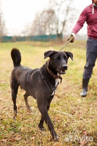 Красавчик Киану из приюта ищет своего человека