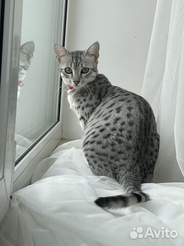 Египетский мау котята