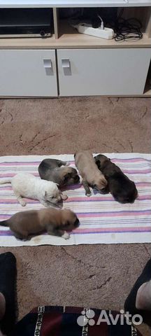 Щенки