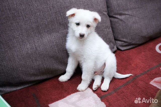 Марсик. Маленький щенок. Бесплатно