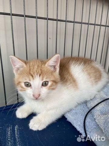 Кошка крошка