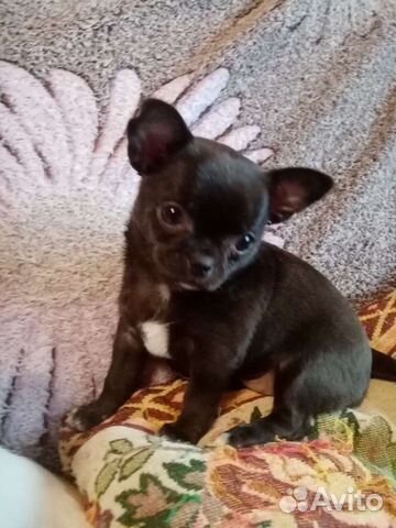 Щенки чихуахуа