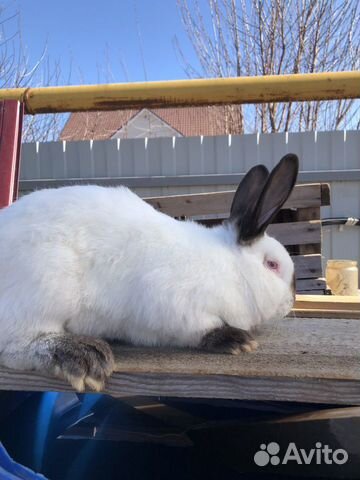 Кролики, породы Калифорнийцы