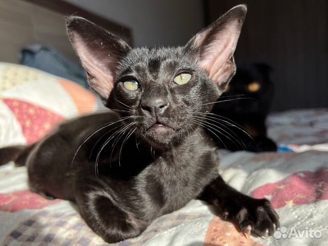 Ориентальный котенок