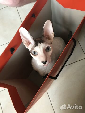 Корниш-рекс кот Ричард