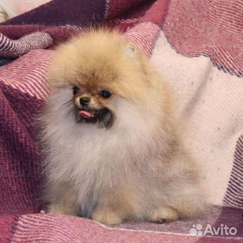 Мини и ультрамини девочки померанцы