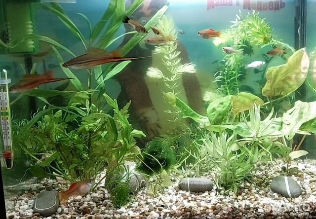 Рыбки меченосцы