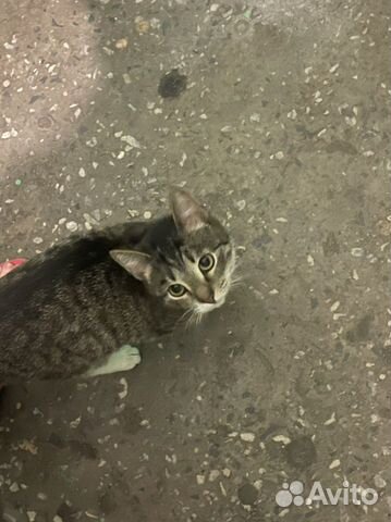 Кот 10 месяцев примерно