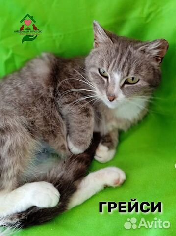 Бывшедомашняя, ласковая кошечка ищет дом