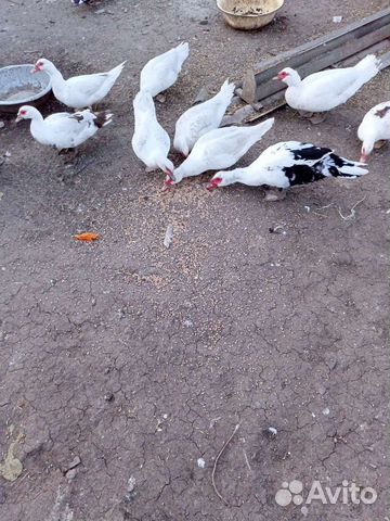 Утки на развод