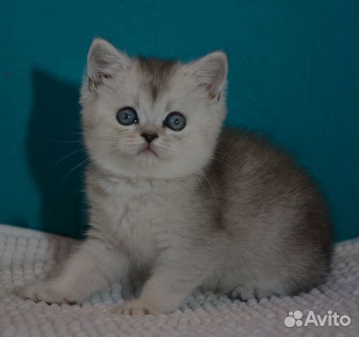 Серебристая шиншила