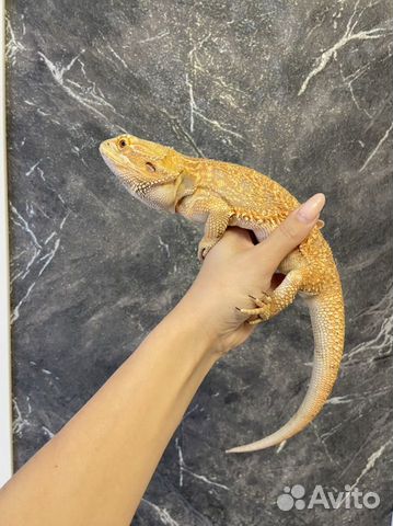 Бородатая агама с террариумом