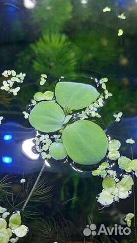 Растения Улитки аквариум