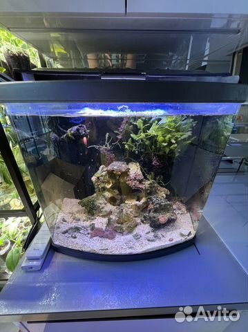 Морской аквариум