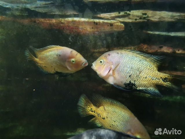 Цихлазома Рио Азуфрес