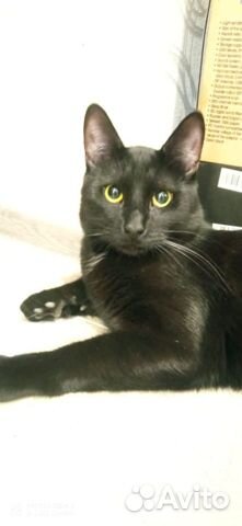 Кот