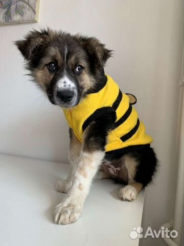 Щенок в добрые руки