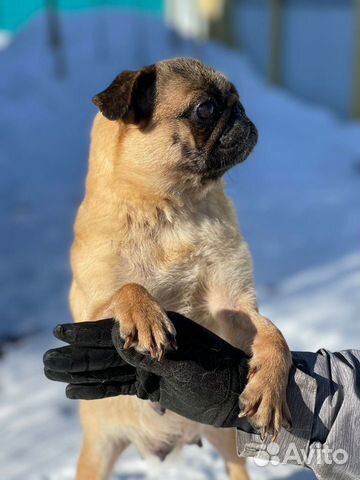 Щенки мопса