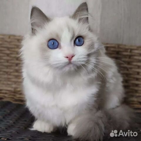 Fiona, шоу в разведение, рэгдолл