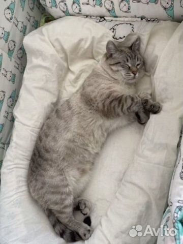Кошка