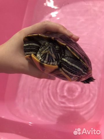 Красноухая черепаха