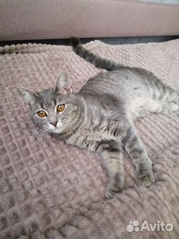 Отдадим бесплатно кошечку