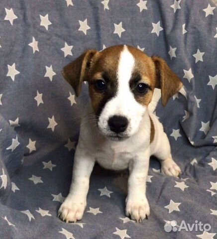 Джек Рассел терьер две девочки