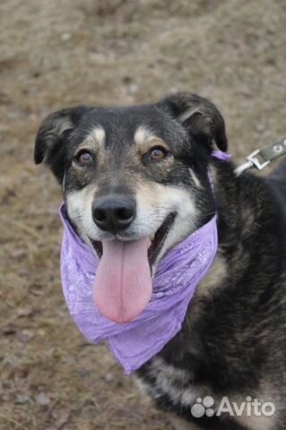 Весельчак Боня угасает в приюте