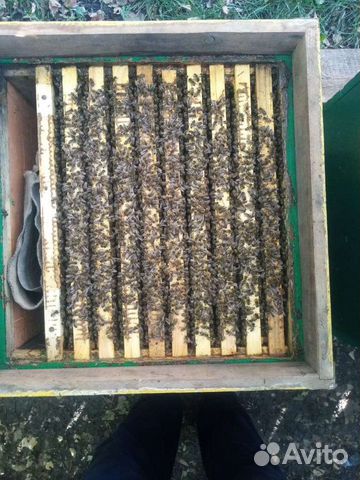 Пчелы порода карника