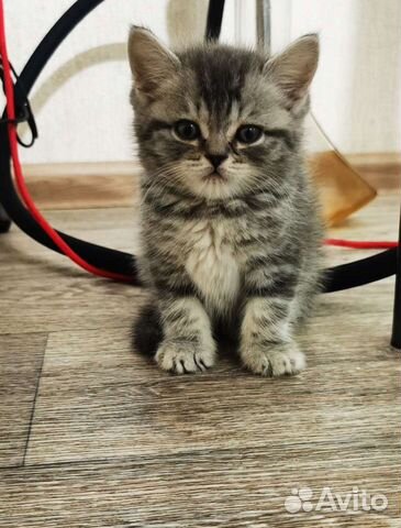 Шотланский котенок