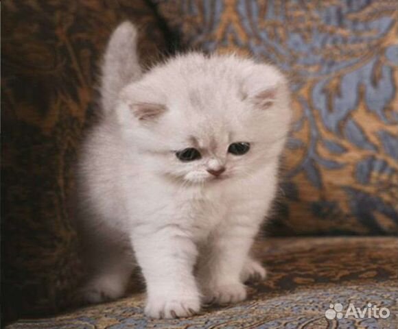 Царские шиншиллы